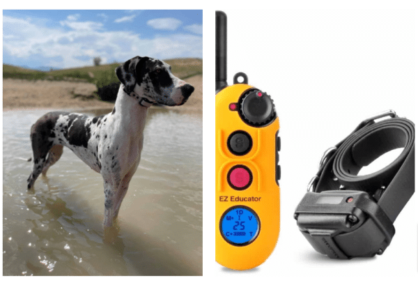 Dog Training Resources Manuals Videos Expert Guides E Collar